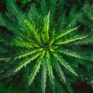 Weed management-Definition, Losses, Benefits, Classification, Management