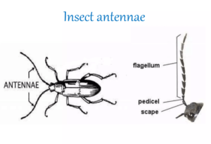 Insect Antennae and their Modifications, Photoreceptors - Notes For AG