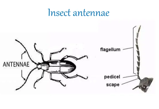 Insect Antennae and their Modifications, Photoreceptors - Notes For AG