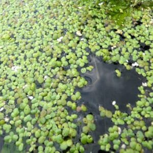 Weeds Management - Best Notes For AG