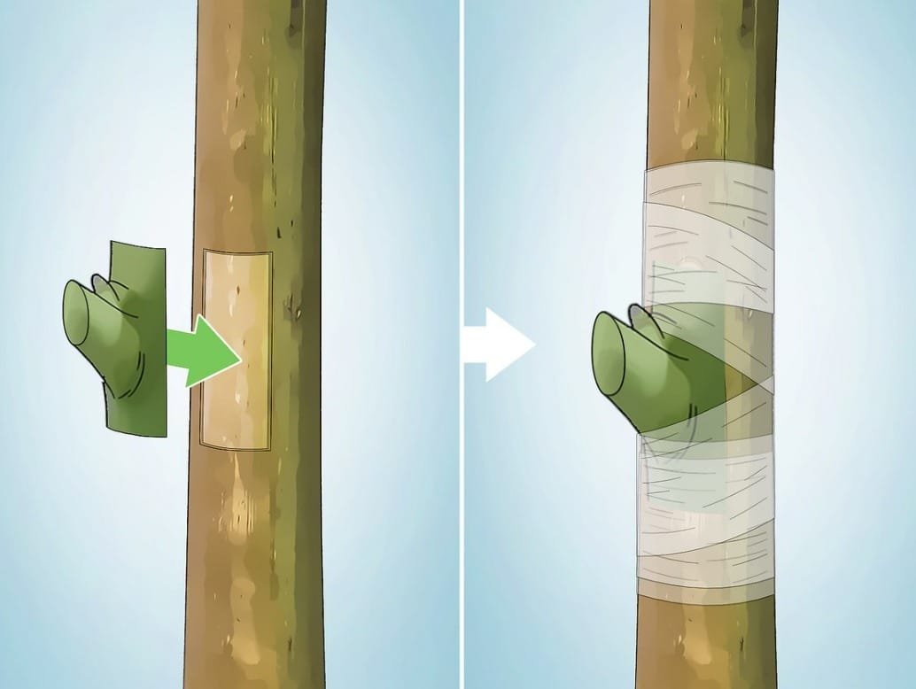 Budding method of plant propagation - Best Notes For AG