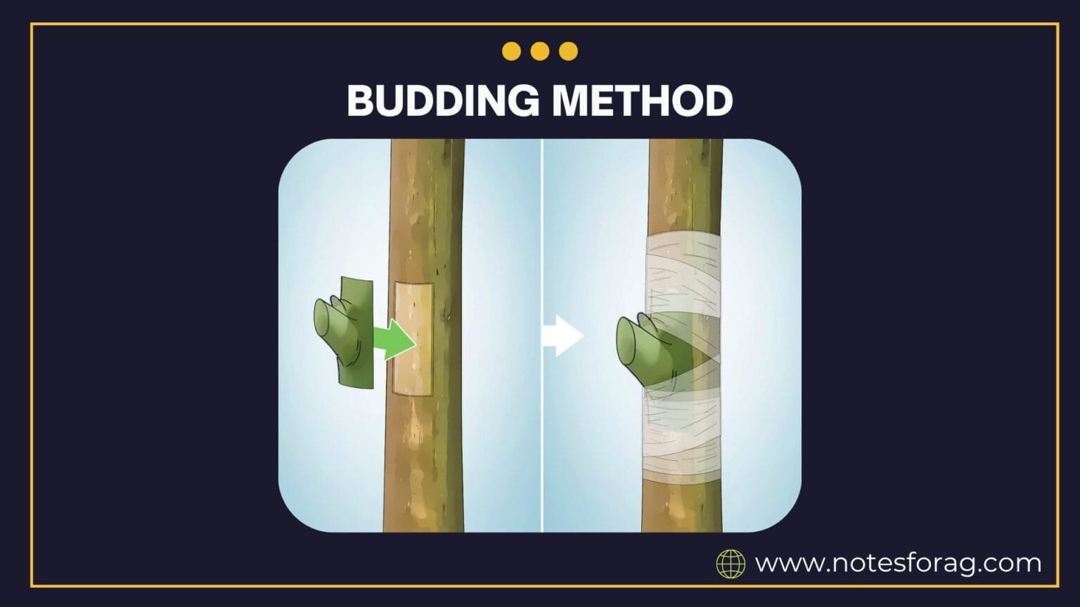 Budding method of plant propagation - Best Notes For AG