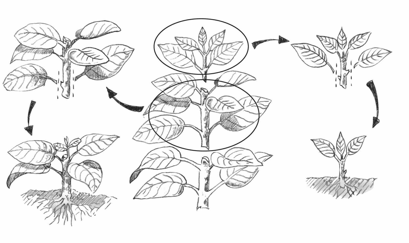 Cutting method of vegetative propagation - Best Notes For AG