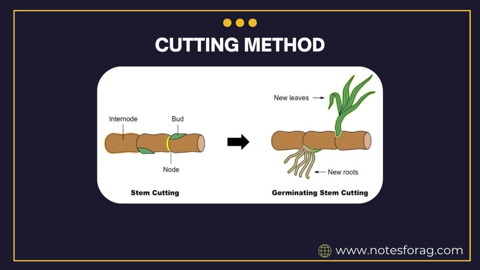 Cutting method of vegetative propagation - Best Notes For AG