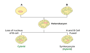 Somatic hybridization and cybrids - Best Notes For AG