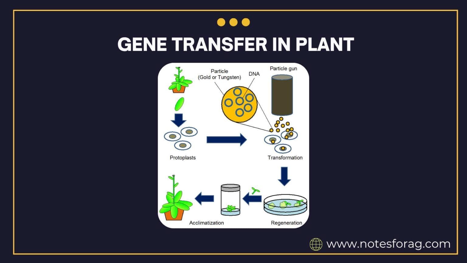 Gene transfer in plants (Direct and Indirect methods) - Best