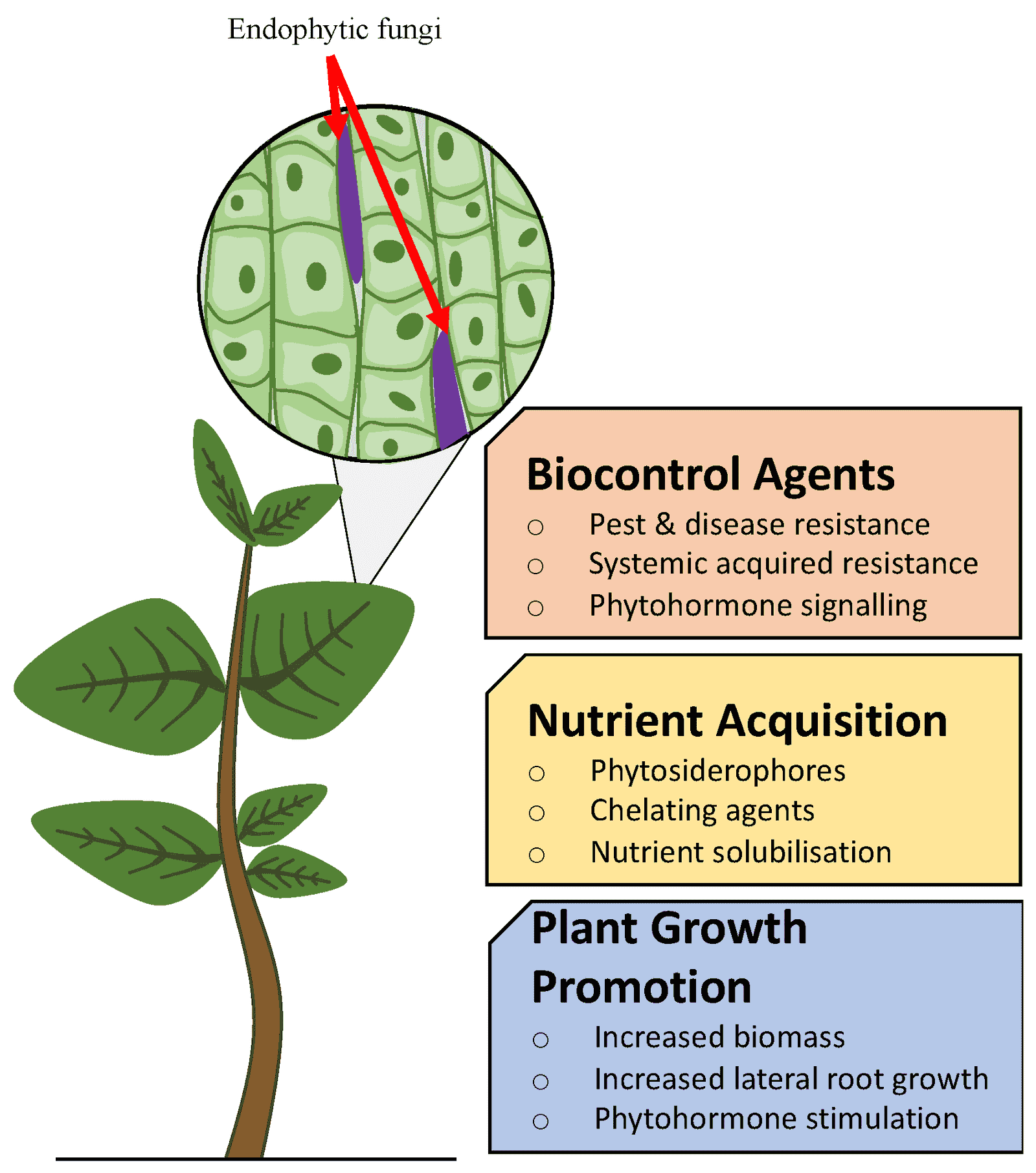 Endophytes - Best Notes For AG