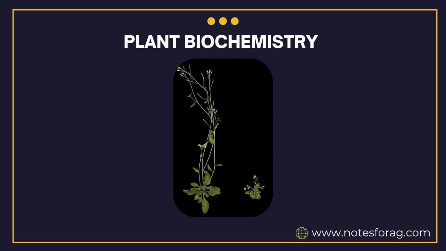 Fundamentals of plant biochemistry and biotechnology - Best