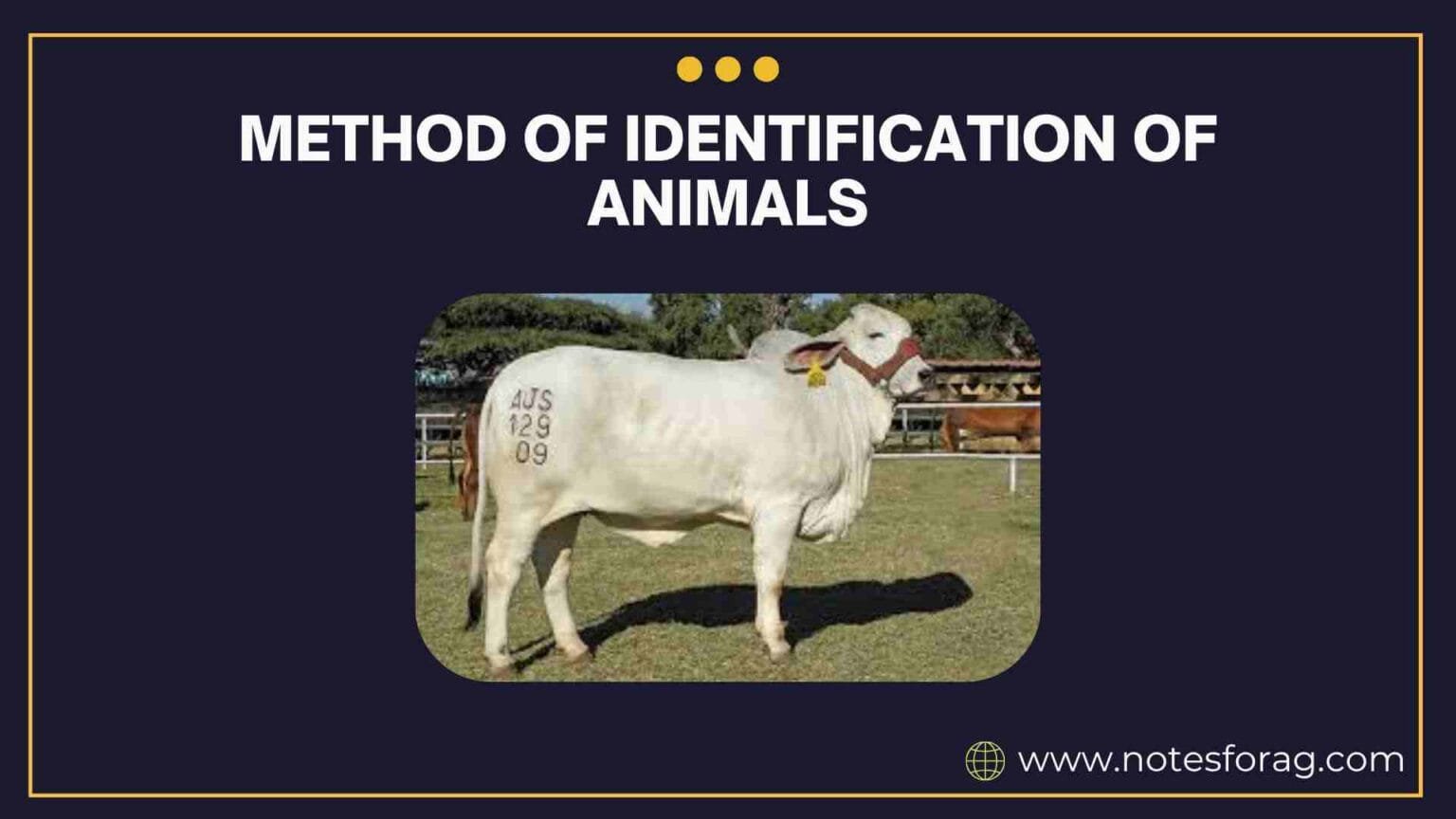 Animal identification method - Best Ag Notes