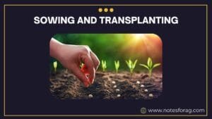 Methods of sowing and transplanting - Best Notes For AG