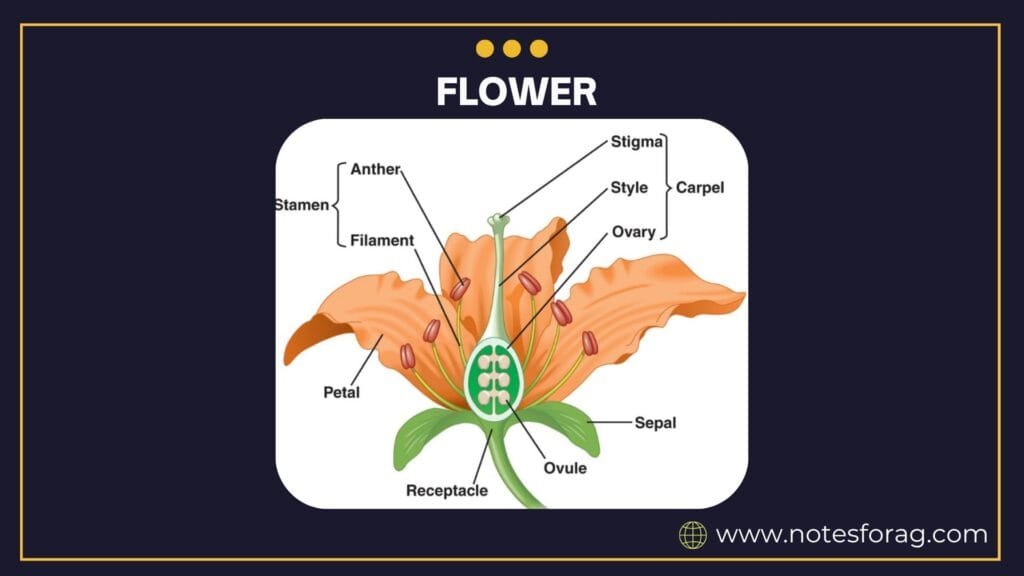 Flowers Morphology of Angiosperm - Best Notes For AG