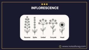 Inflorescence Morphology of Angiosperms - Best Notes For AG