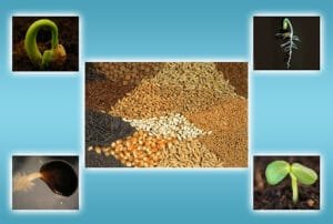 Principles of seed technology - Best Notes For AG