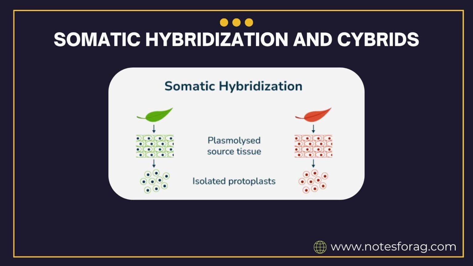 Somatic hybridization and cybrids - Best Notes For AG