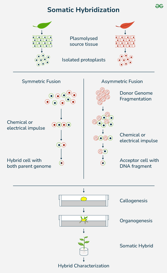 Somatic hybridization and cybrids - Best Notes For AG