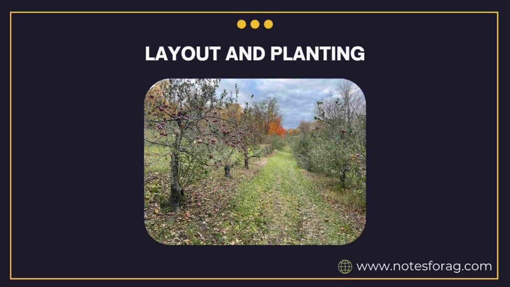 layout and planting of orchard - Best Notes For AG