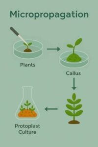 micropropagation techniques applications and challenges