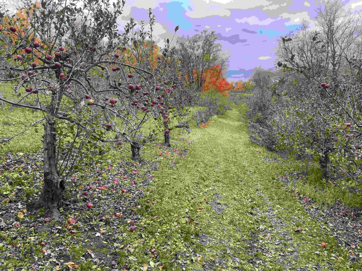 layout and planting of orchard - Best Notes For AG
