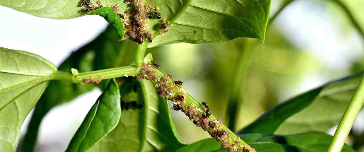 Important Pests in field crops - Best Ag Notes